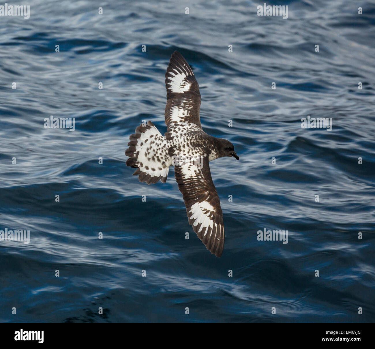 Cape petrel daption capense hi-res stock photography and images - Alamy