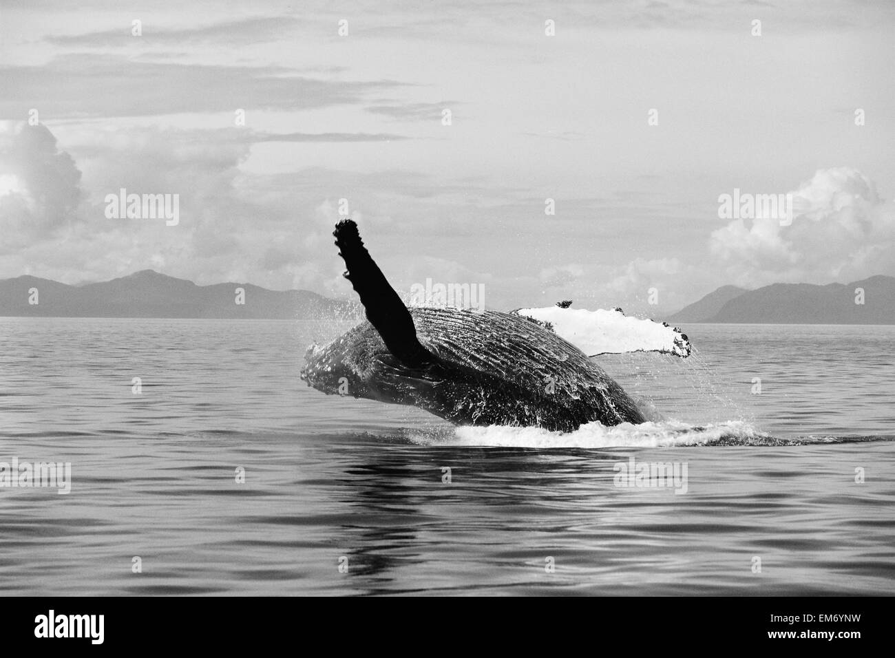 Breaching whale Black and White Stock Photos & Images - Alamy
