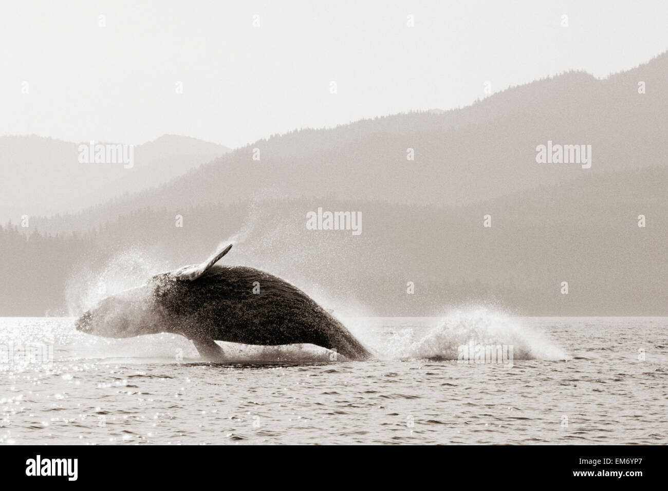 Side view large humpback whale hi-res stock photography and images - Alamy