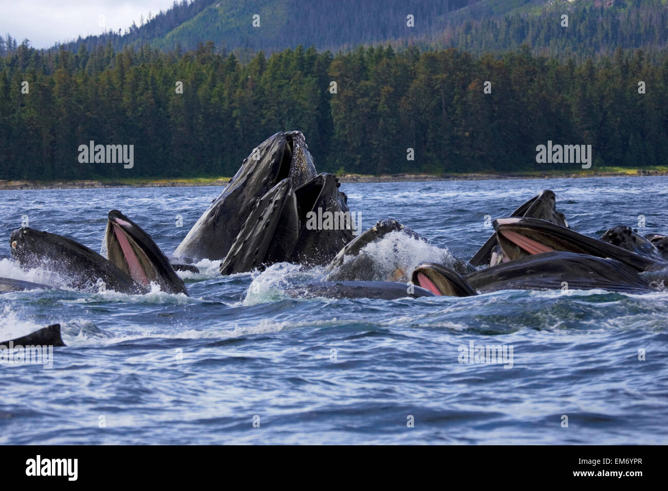 Alaska, Frederick Sound, Humpback Whales (Megaptera Novanglia) Bubble ...