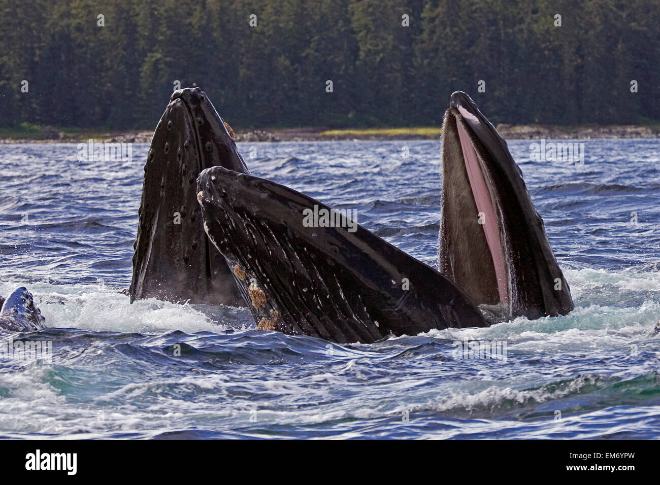 USA, Humpback Whales (Megaptera Novanglia) bubble feeding; Alaska Stock ...