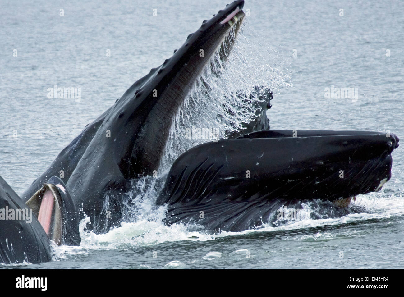 Alaska, Frederick Sound, Humpback Whales (Megaptera Novanglia) Bubble ...