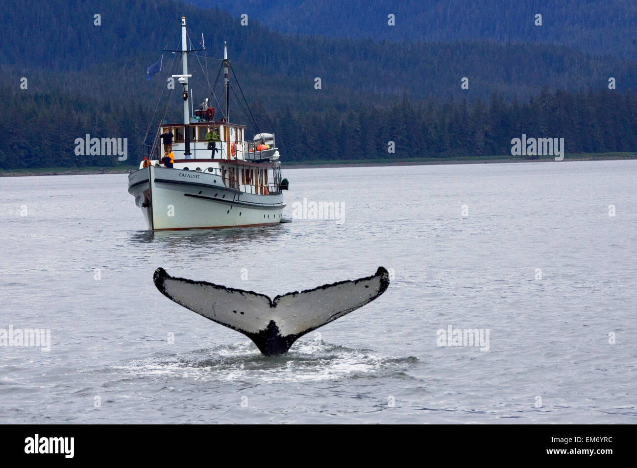 Alaska, Frederick Sound, Humpback Whale (Megaptera Novanglia), Fluking ...