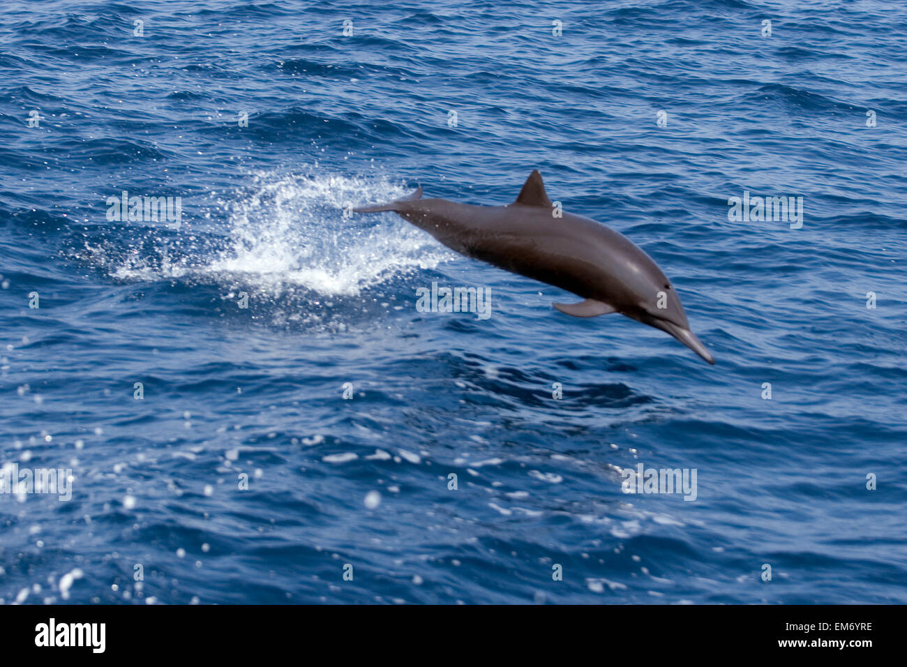 Guatemala, Puerto Quetzal, Spinner Dolphin Jumping Stock Photo - Alamy