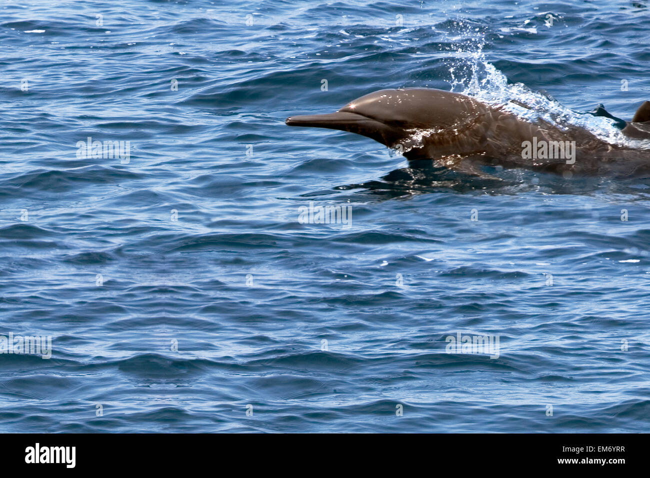 Guatemala, Puerto Quetzal, Spinner Dolphin Jumping Stock Photo - Alamy