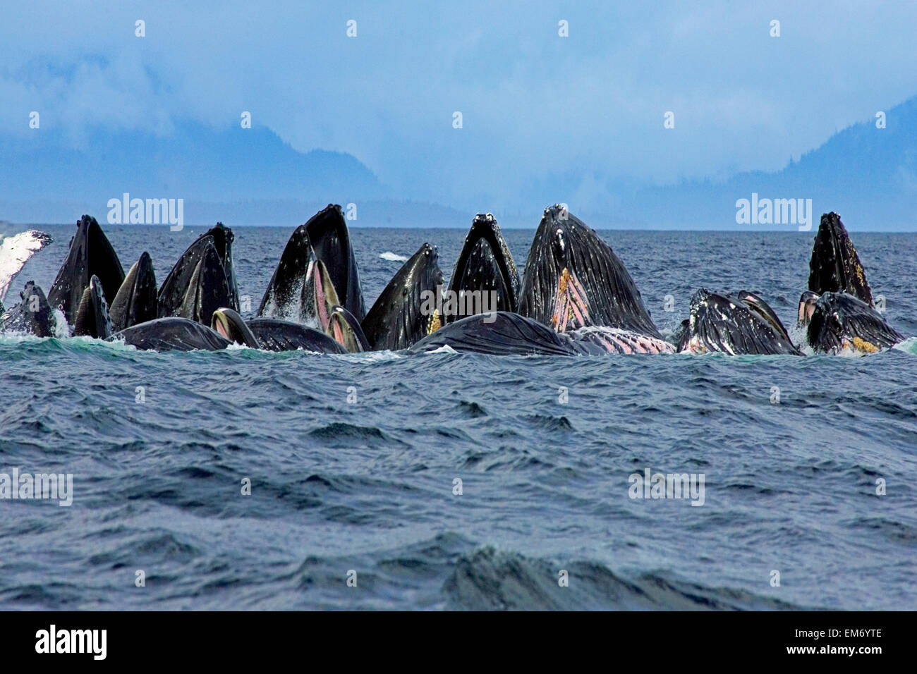 Alaska, Frederick Sound, Humpback Whales (Megaptera Novanglia) Bubble ...