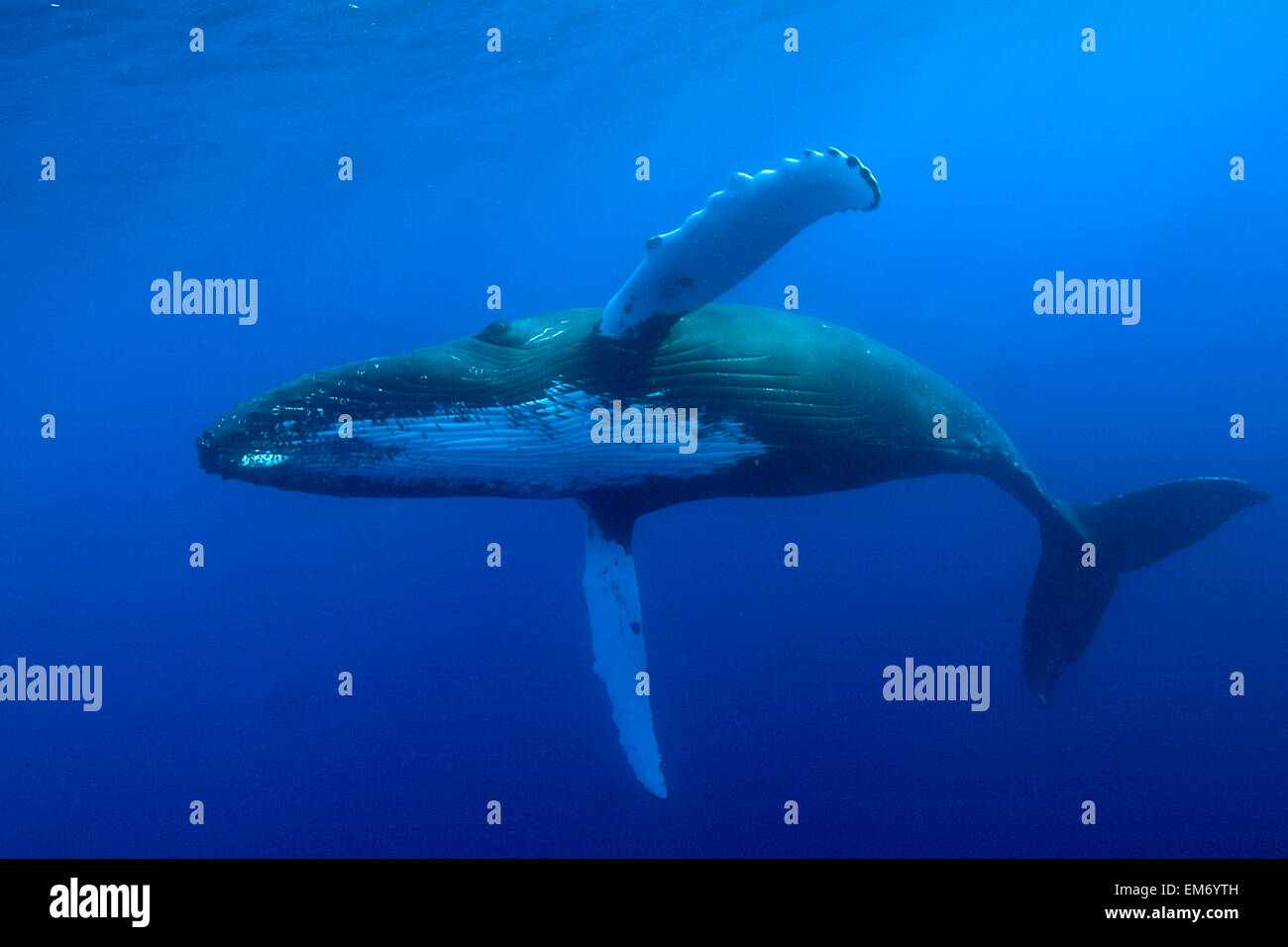 Alaska, Frederick Sound, Humpback Whale (Megaptera Novanglia ...
