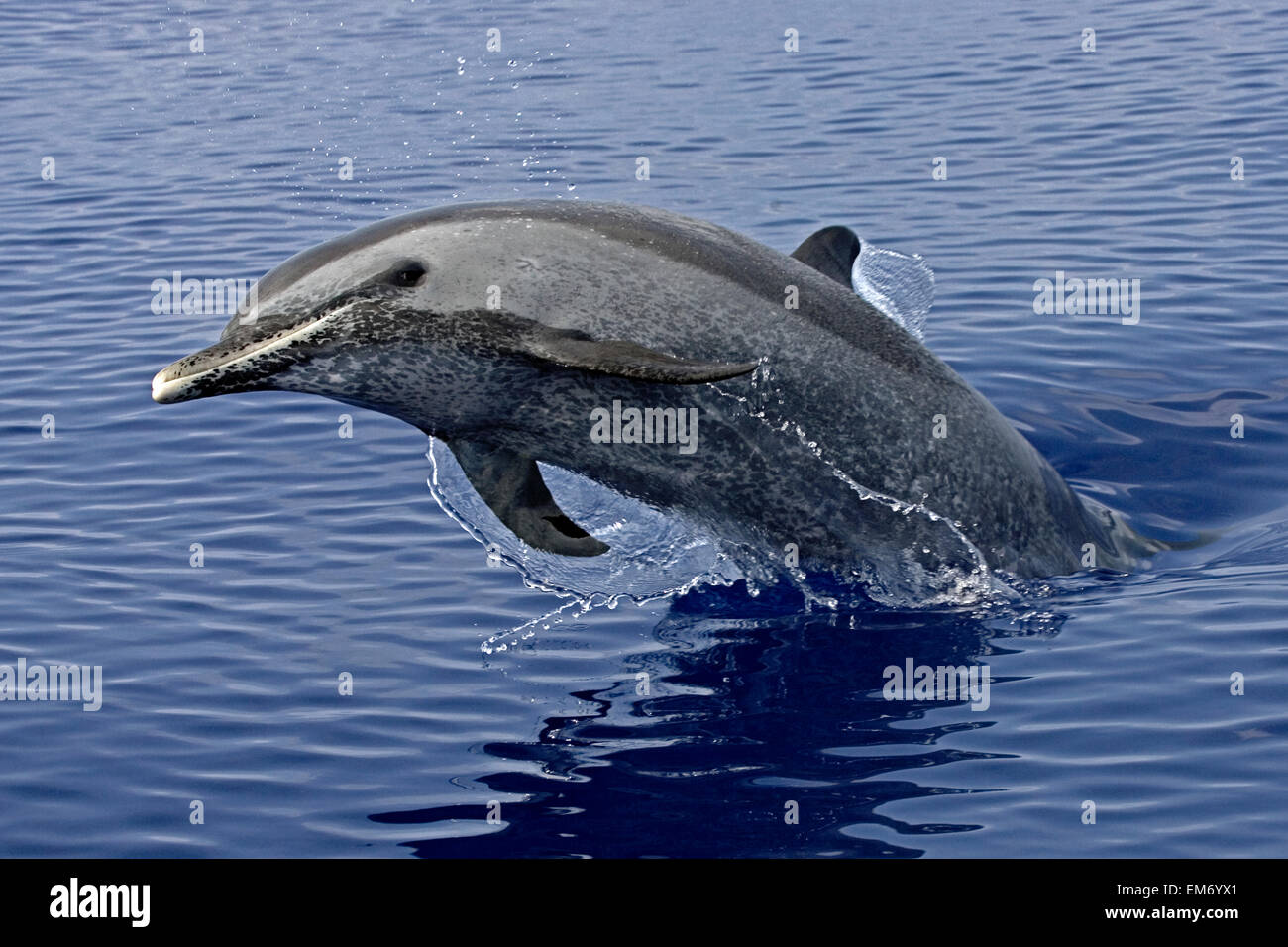 Hawaii, Pantropical Spotted Dolphin (Stenella Attenuata), Jumping Stock ...