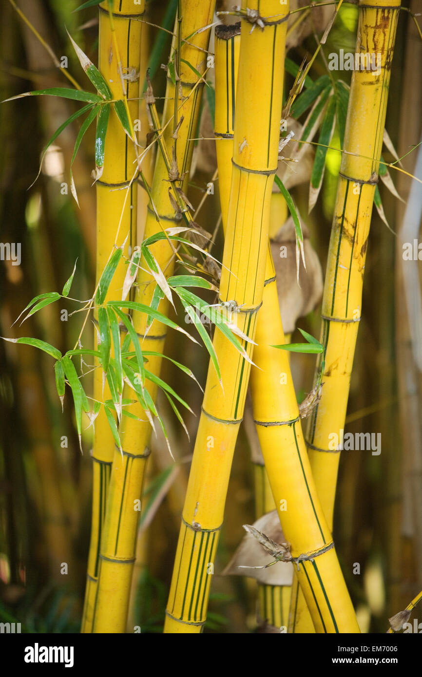 Hollow stalks hi-res stock photography and images - Alamy