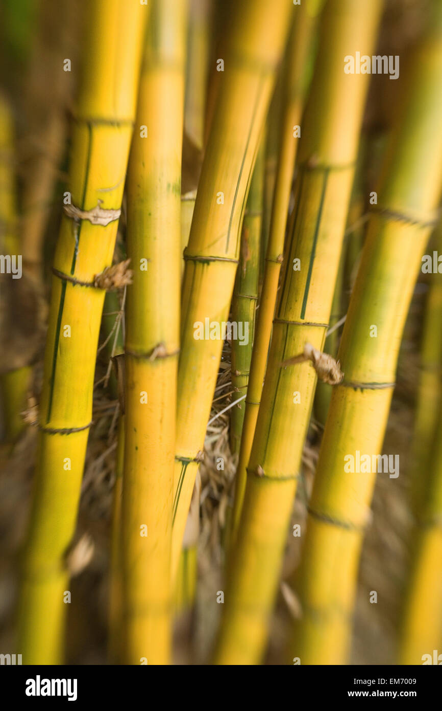 Hollow stalks hi-res stock photography and images - Alamy