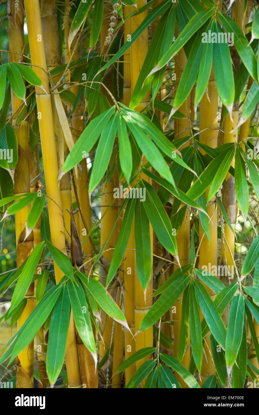 Hollow stalks hi-res stock photography and images - Alamy