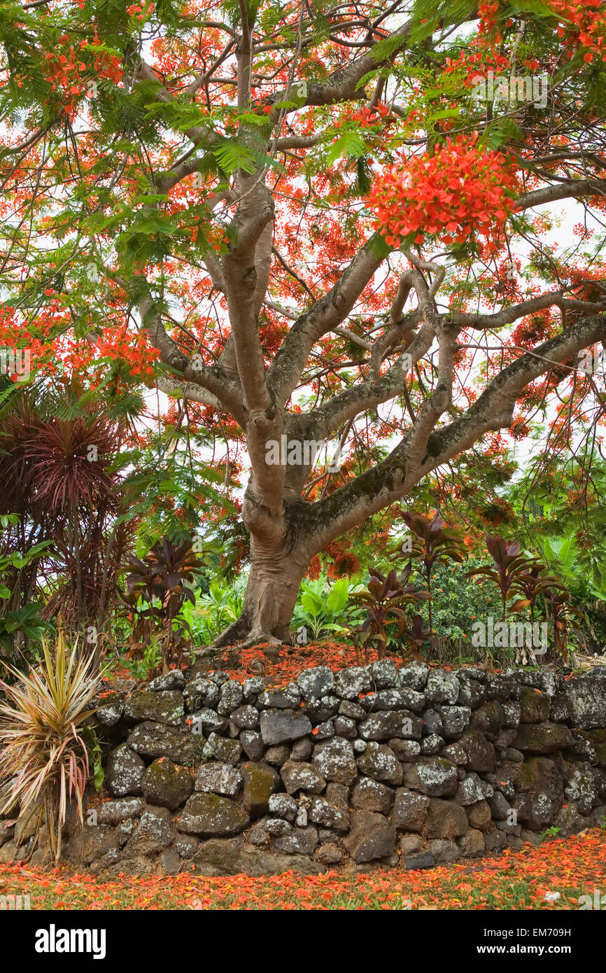 USA, Hawaii, Maui, Rainbow shower tree; Hana Stock Photo - Alamy