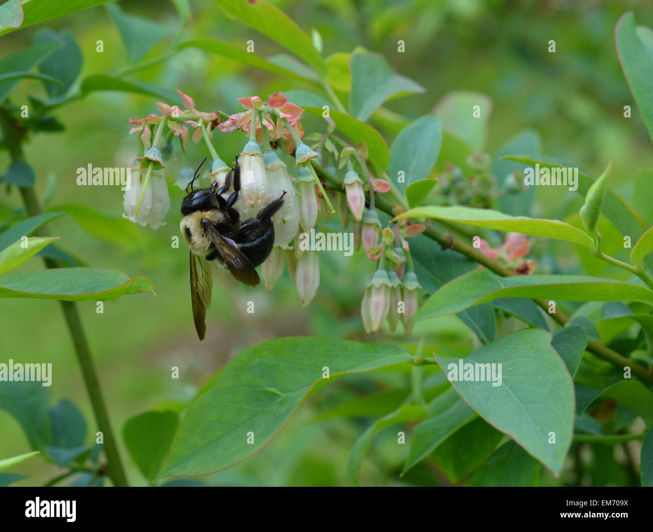 Bumble bee pollinating and collecting nectar from a blueberry plant ...