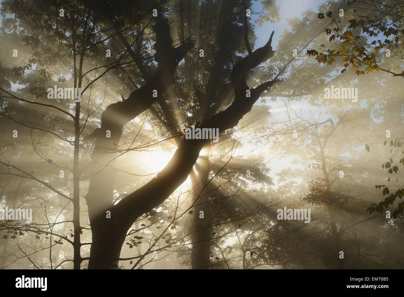 Atmospheric sunlight shines through trees hi-res stock photography and ...