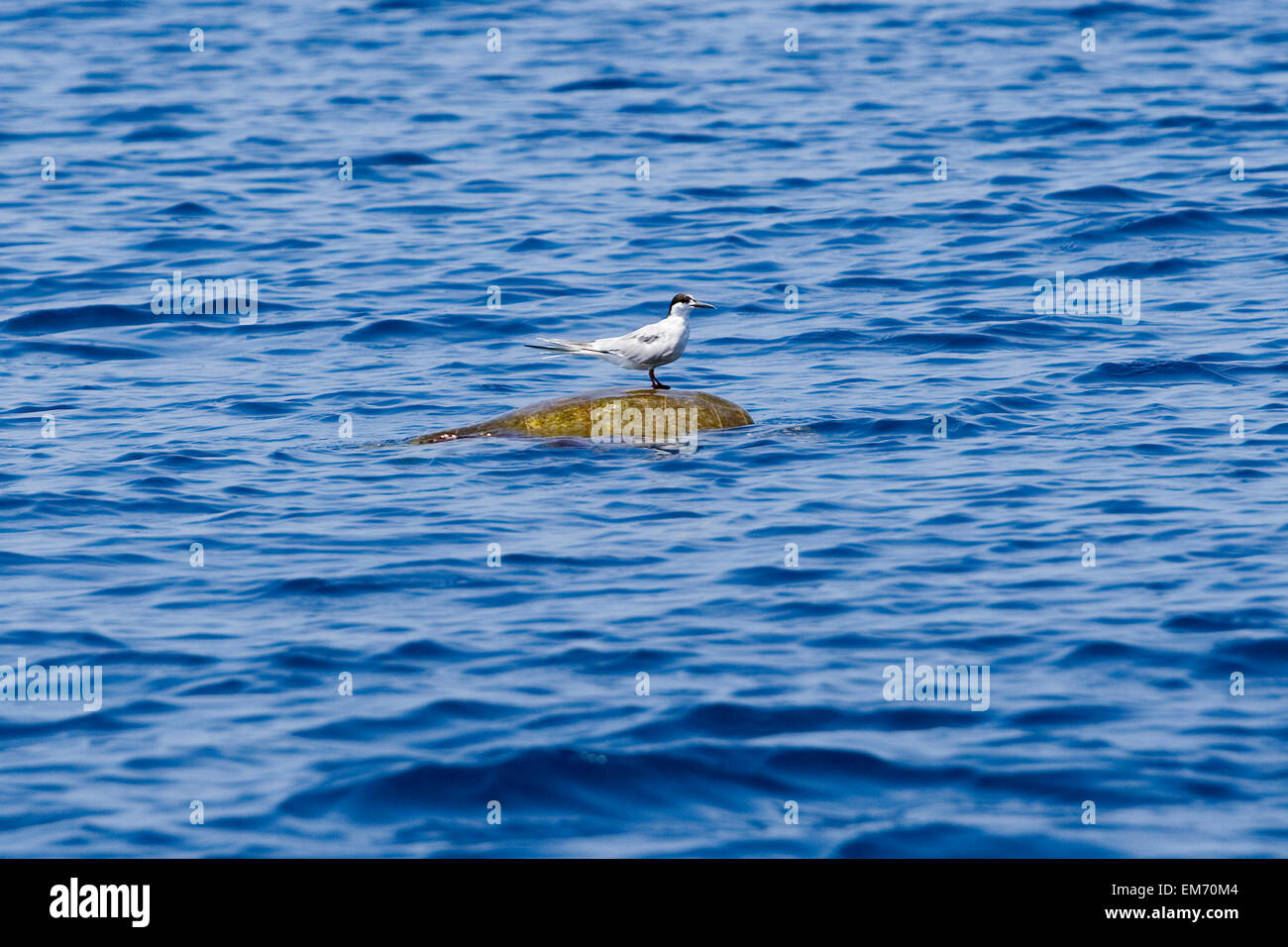 Guatemala, Bird Catching A Ride On A Turtles Back Stock Photo - Alamy