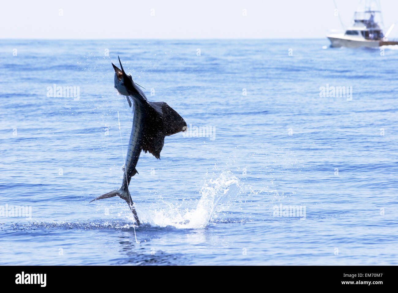 Sailfish marina hi-res stock photography and images - Alamy