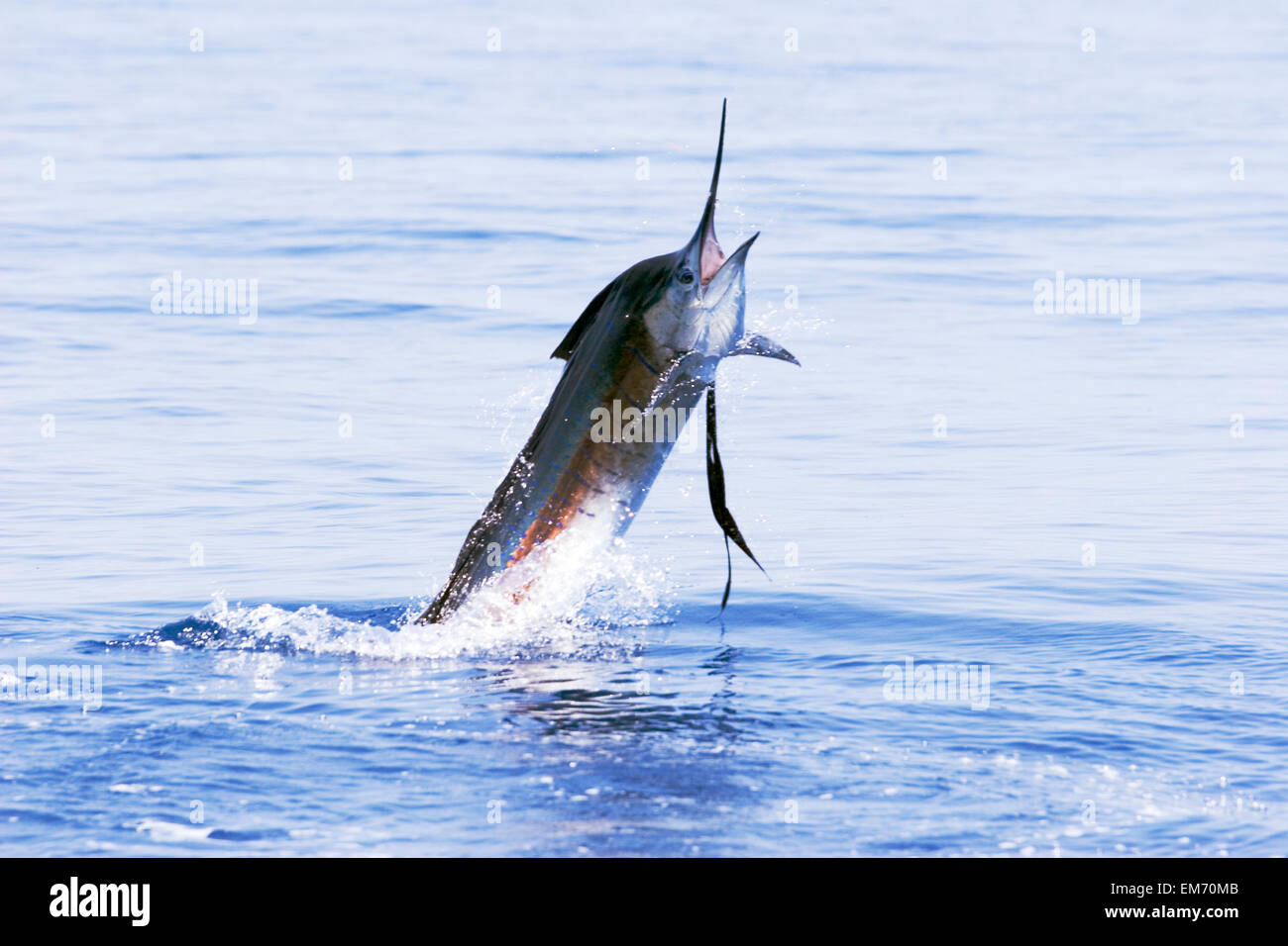 Sailfish marina hi-res stock photography and images - Alamy