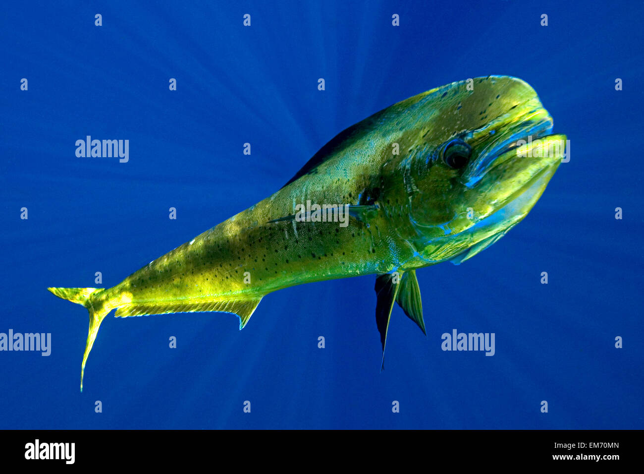 Brightly colored Mahi Mahi Or Dolphinfish (Coryphaena Hippurus) in blue ...