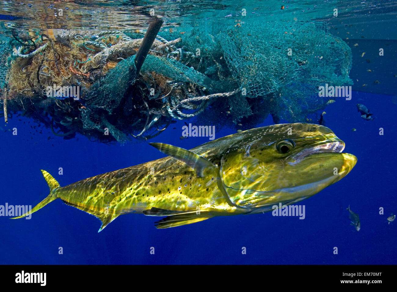 Brightly colored Mahi Mahi or Dolphinfish (Coryphaena Hippurus) near ...