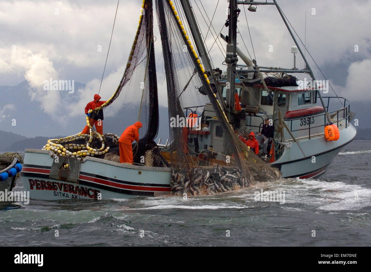 Alaska, Sitka, Commercial Seine Fisherman Loading Aboard A Net Full Of ...
