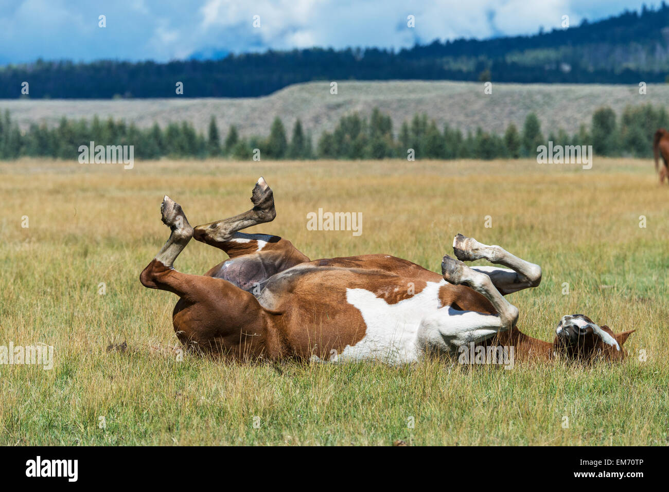 Horse laying on back hi-res stock photography and images - Alamy