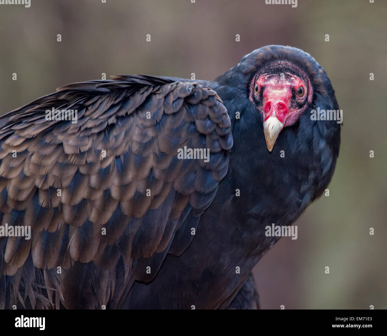 Vulture hi-res stock photography and images - Alamy