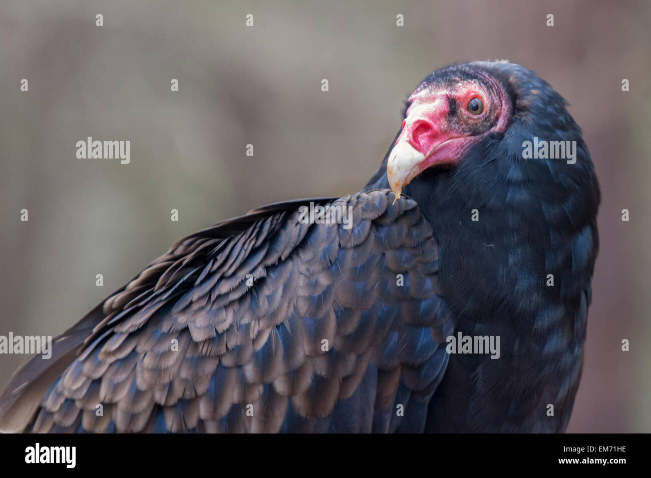 A turkey vulture perched on a foggy morning in North Carolina, USA ...
