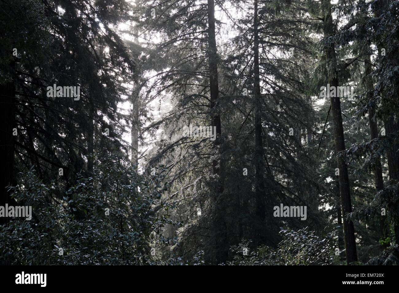 Redwood trees after the rain Stock Photo - Alamy