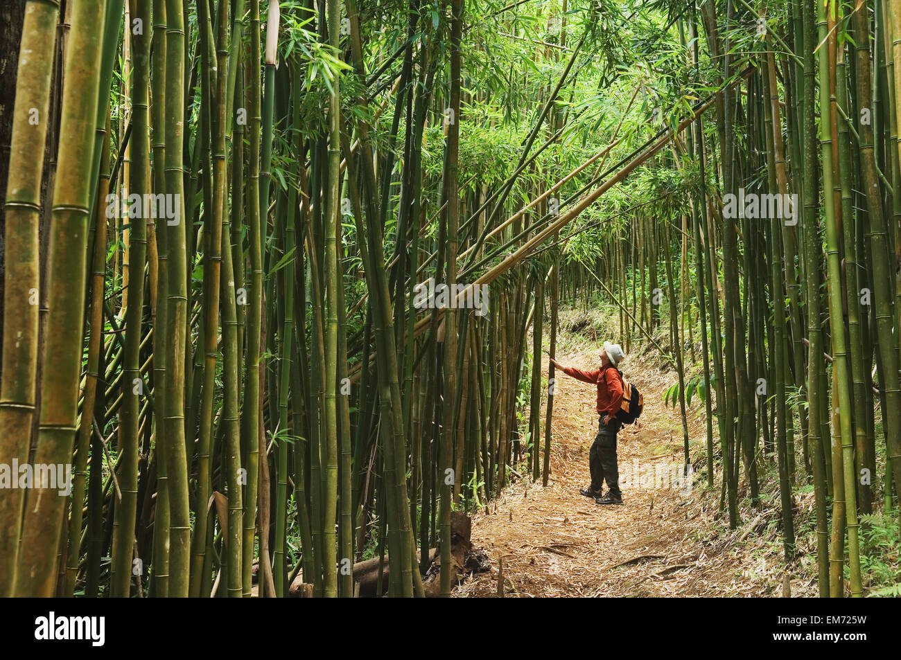 Hawaii, Oahu, Hiker In Bamboo Forest On Moleka Trail Above Makiki Stock ...