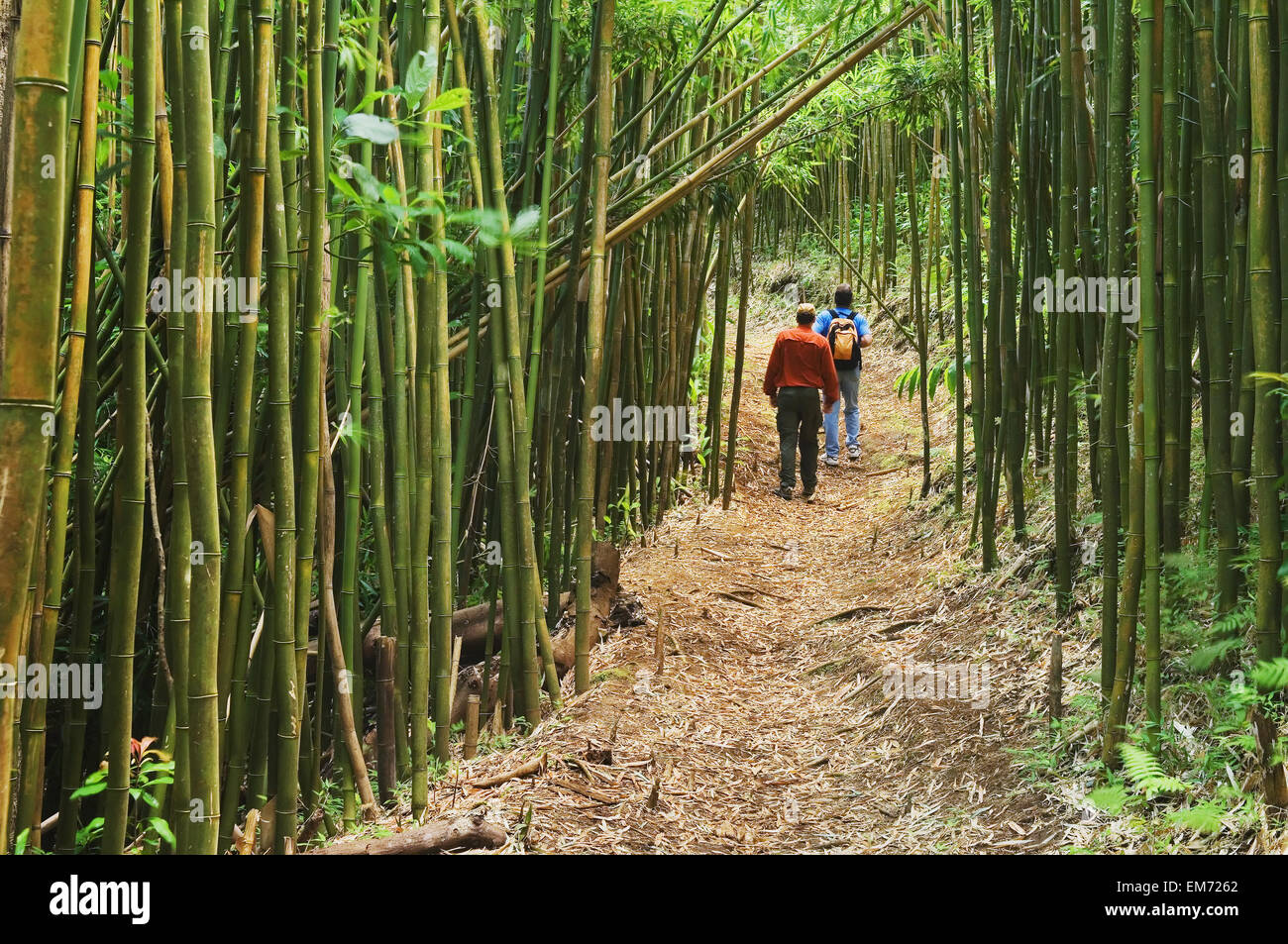 Hawaii, Oahu, Hikers In Bamboo Forest On Moleka Trail Above Makiki ...