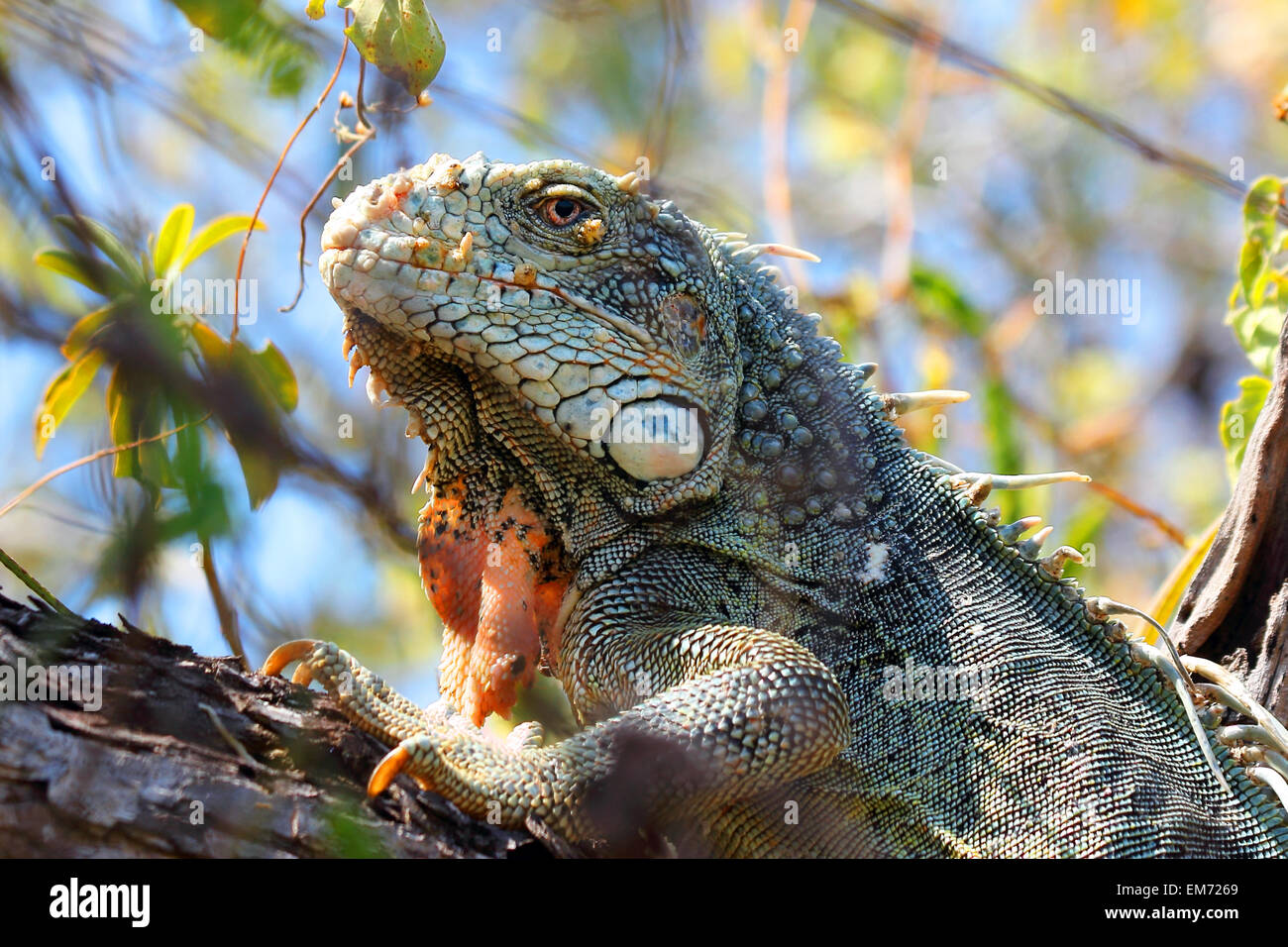 A Green Iguan in a tree in Curacao, Dutch Carribean Stock Photo - Alamy