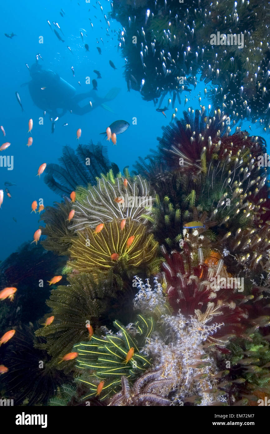 Diver watching reef silhouette hi-res stock photography and images - Alamy