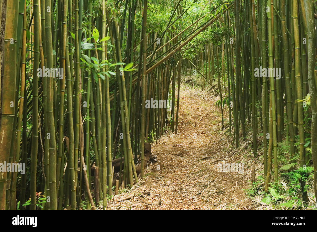 USA, Hawaii Islands, Oahu, Moleka trail through bamboo forest; Mt ...
