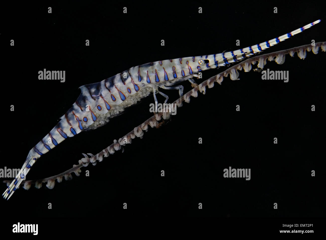 Indonesia, Black Coral Shrimp (Tozeuma Armatum) on black coral ...