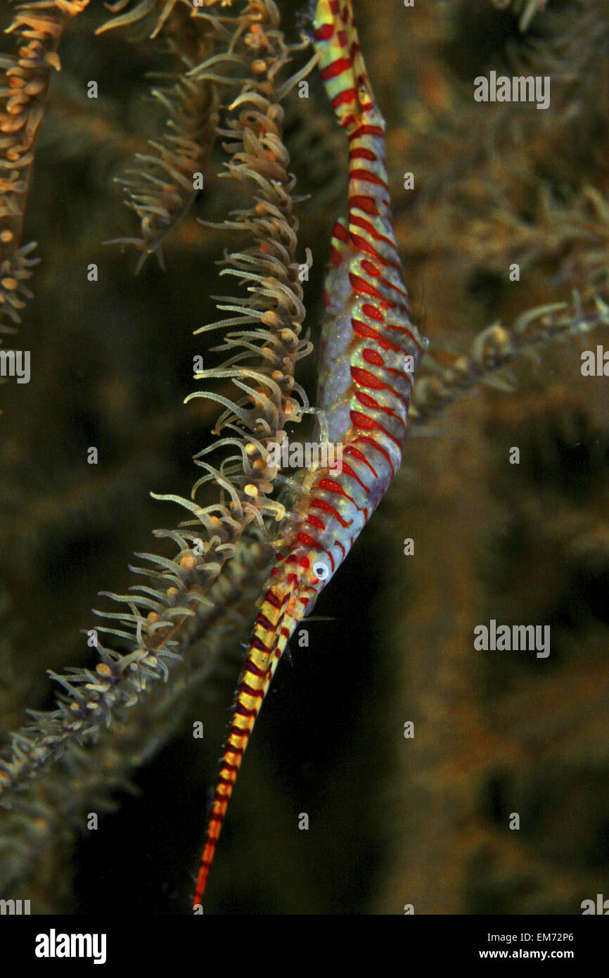 Indonesia, Sangeang Island, Black Coral Shrimp (Tozeuma Armatum) On ...