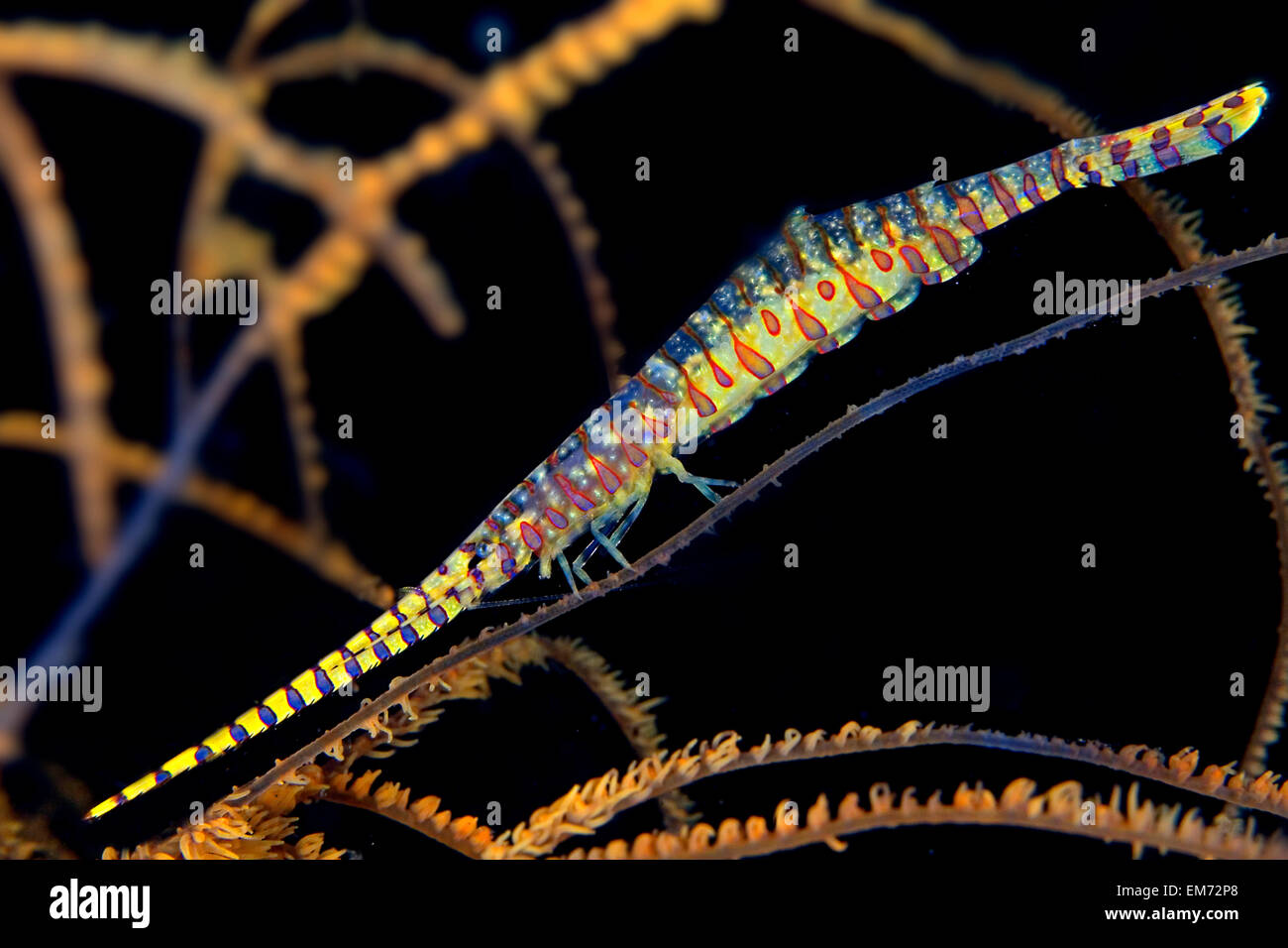 Indonesia, Sangeang Island, Black Coral Shrimp (Tozeuma Armatum) On ...