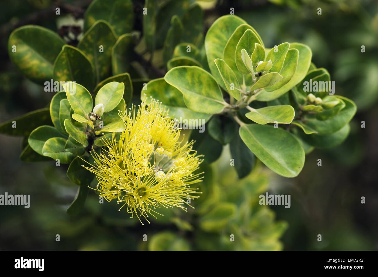 Ohia lehua blossom hi-res stock photography and images - Alamy