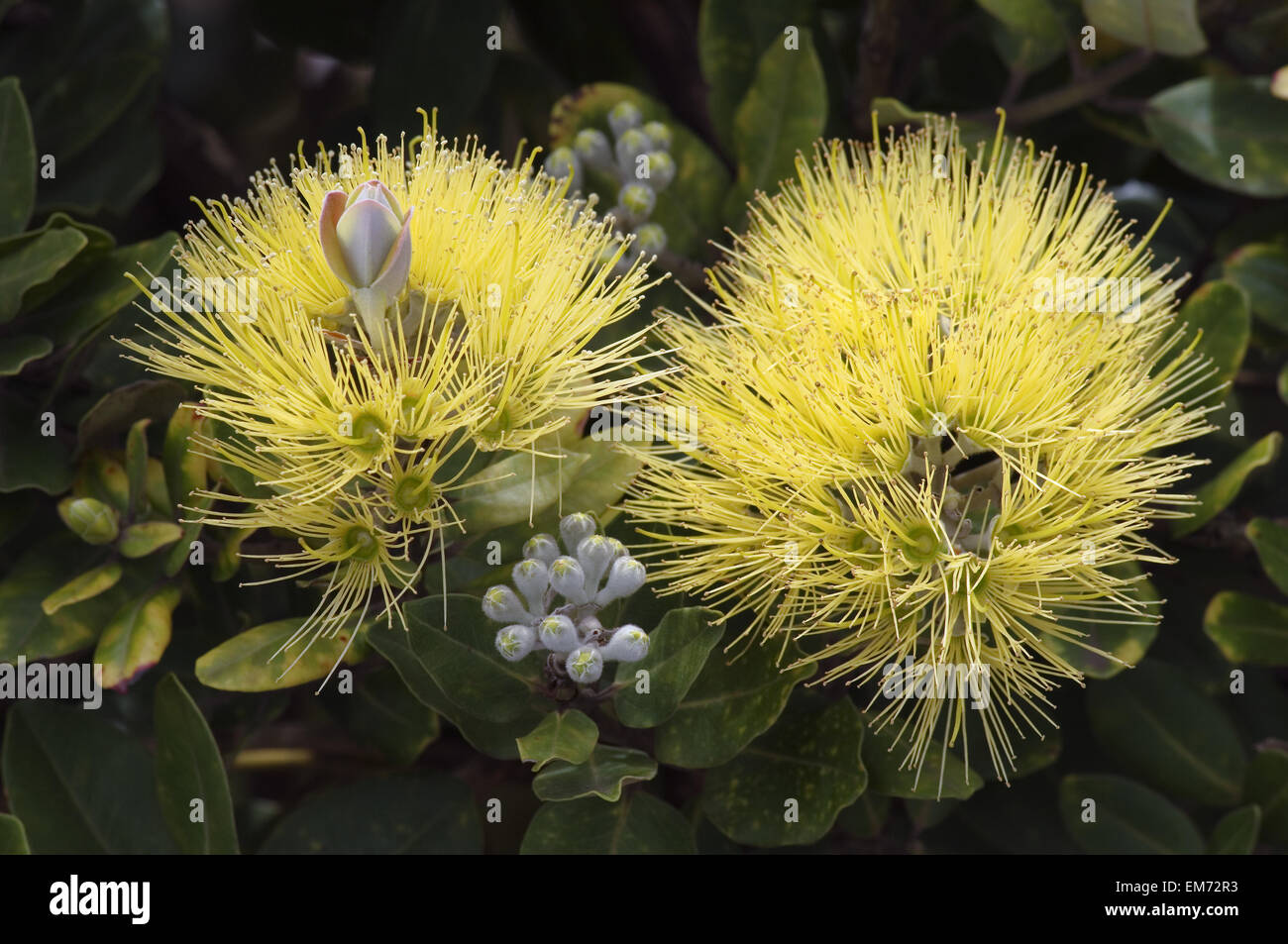 Ohia lehua blossom hi-res stock photography and images - Alamy
