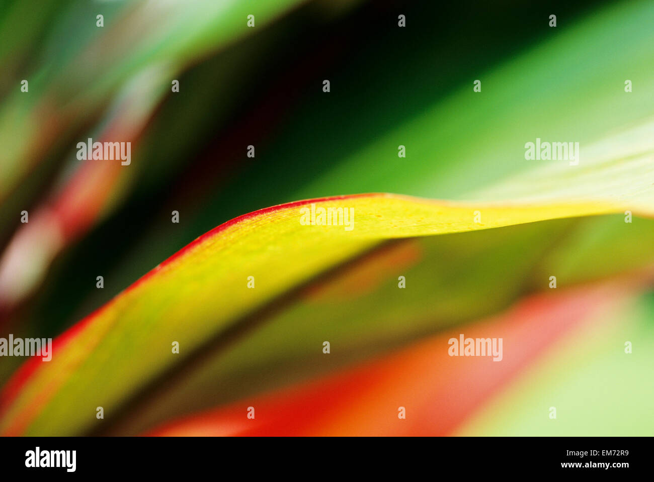 Hawaiian ti plant hi-res stock photography and images - Alamy