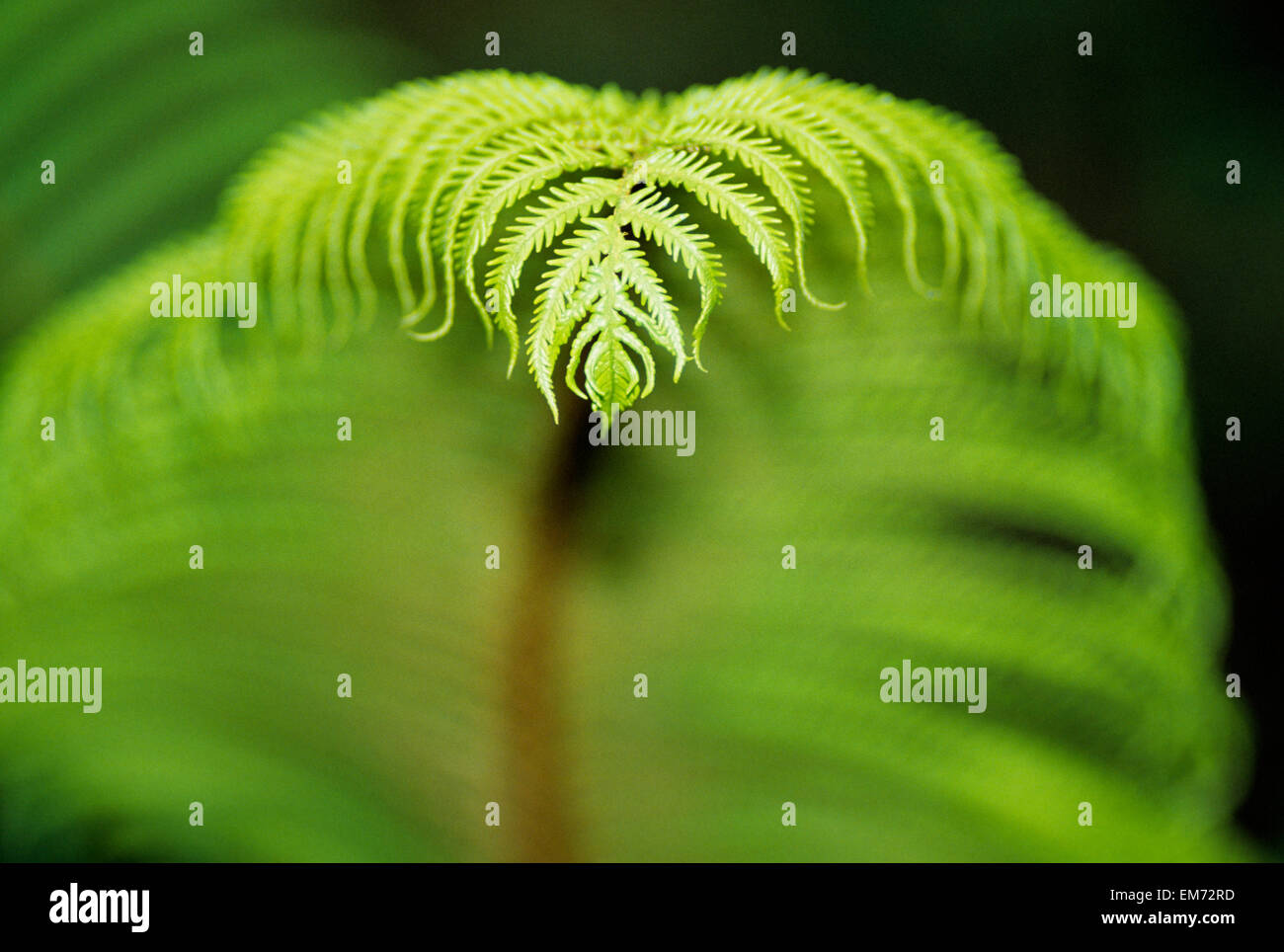 Hawaii, Big Island, Closeup Of Hapu'u Fern (Tree Fern) Tip Stock Photo ...