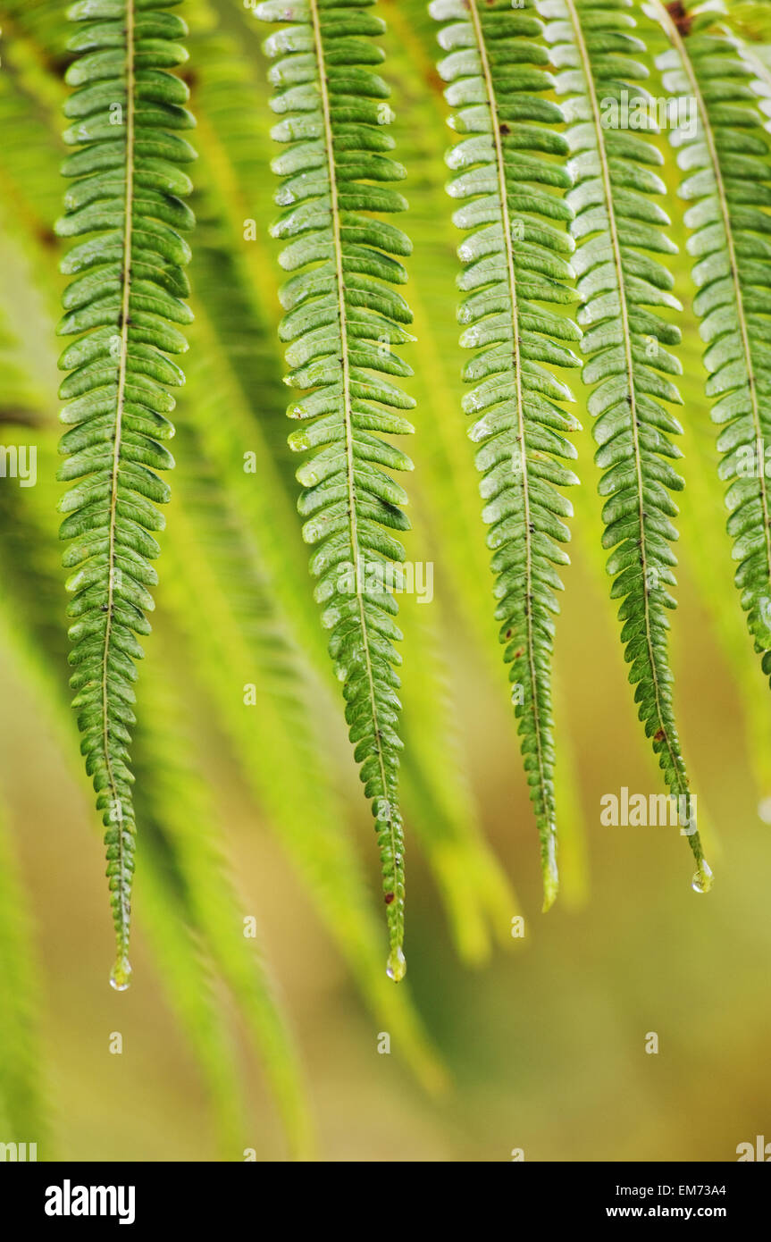 Hapuu fern hi-res stock photography and images - Alamy