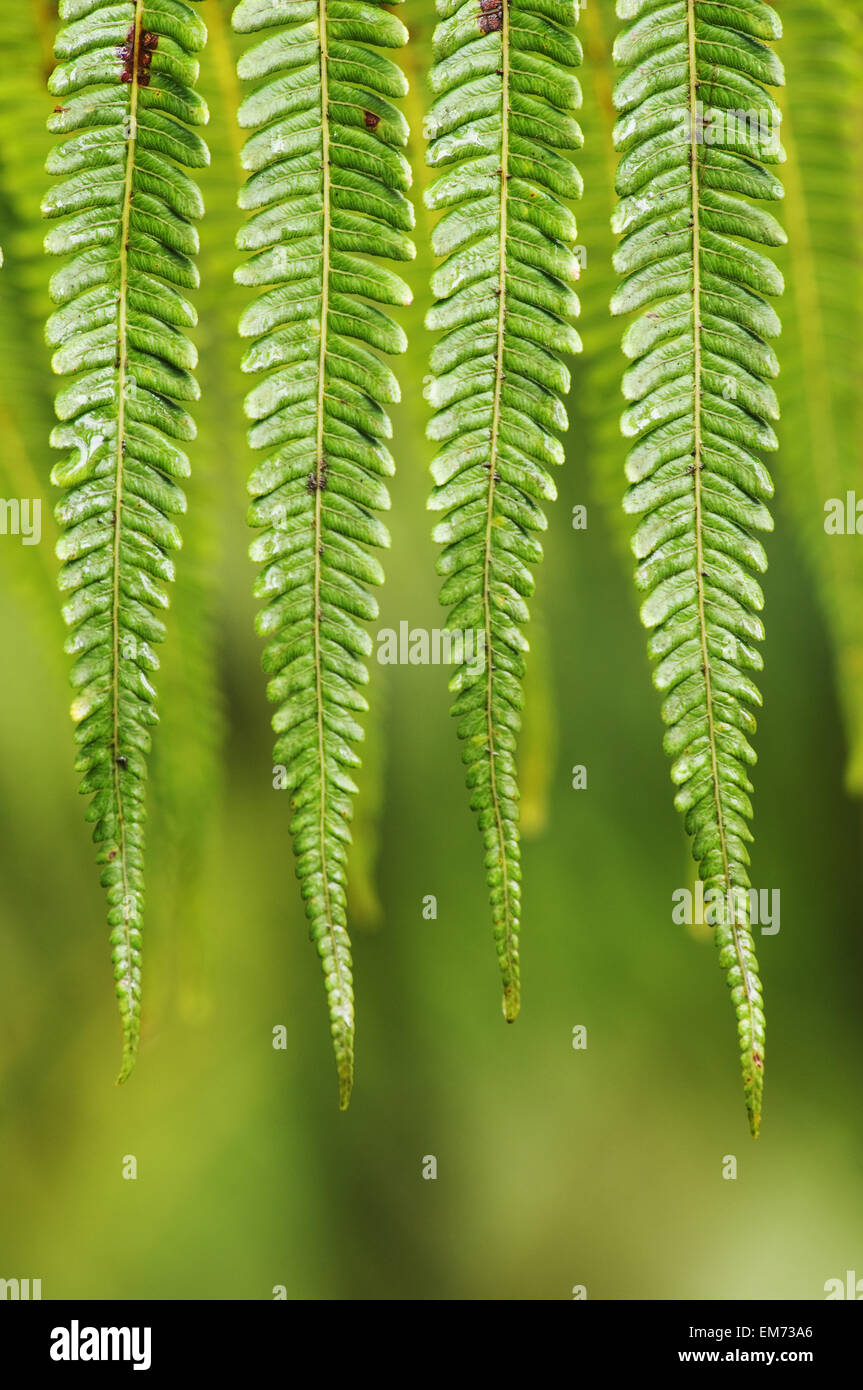 Hawaii, Big Island, Close-Up Of Hapu'u Fern Stock Photo - Alamy