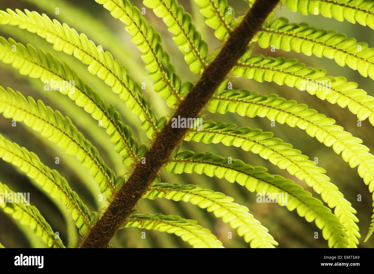 Hawaii, Big Island, Hawaii Volcanoes National Park, Close-Up Of Tree ...