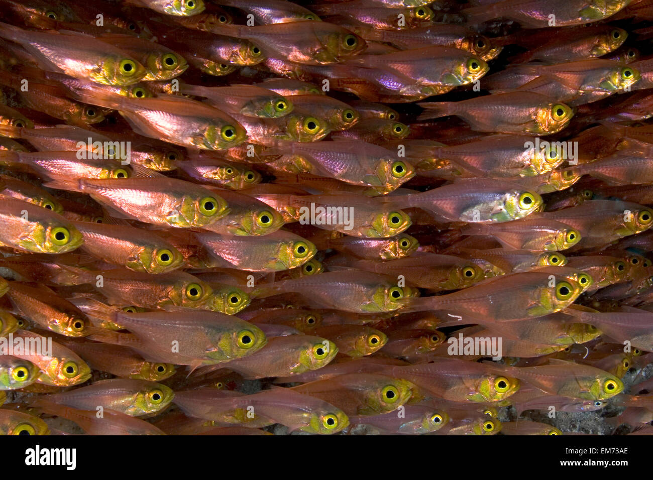 Copper sweeper fish hi-res stock photography and images - Alamy