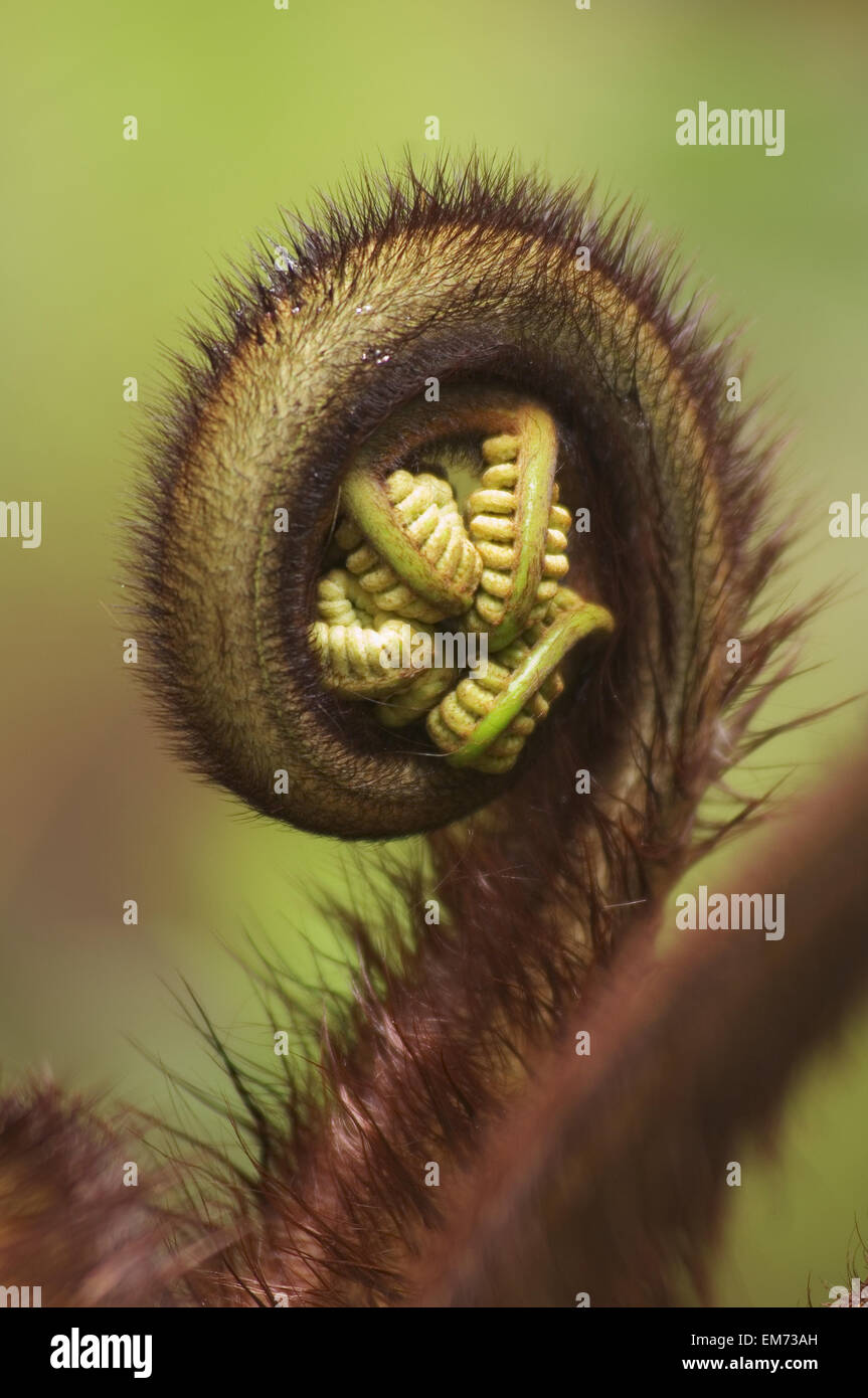 Hapuu fern hi-res stock photography and images - Alamy