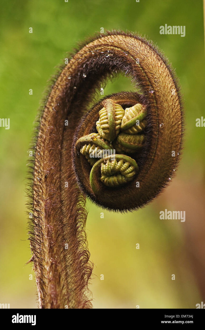 Hapuu fern frond shoot hi-res stock photography and images - Alamy