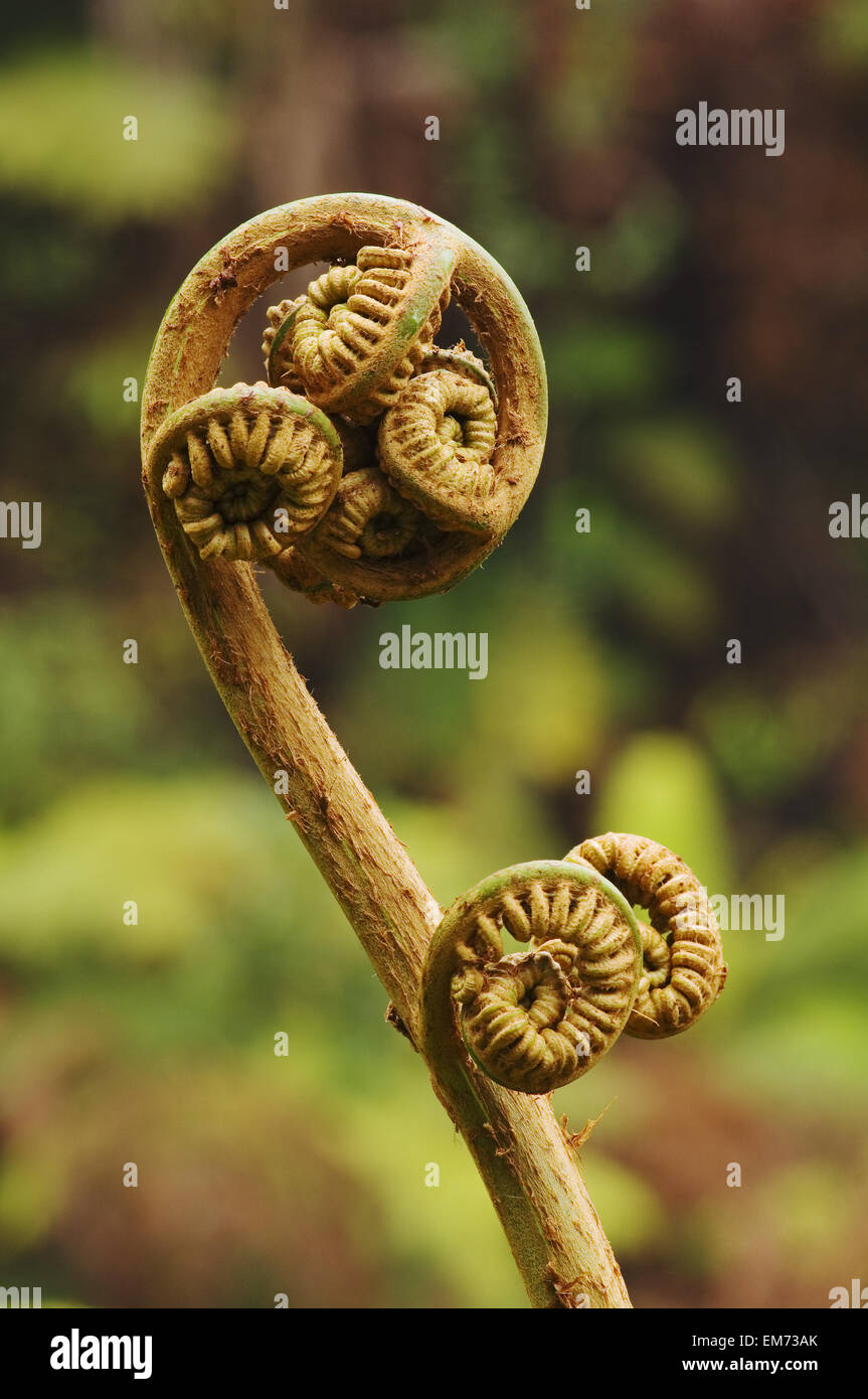 Hapuu fern hi-res stock photography and images - Alamy