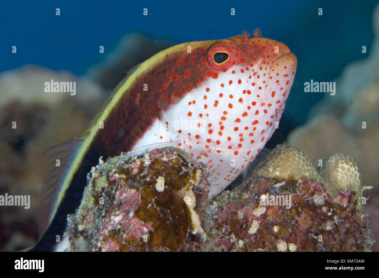 Hawaii, Big Island, Kona, Blackside Hawkfish (Paracirrites Forsteri) Or ...
