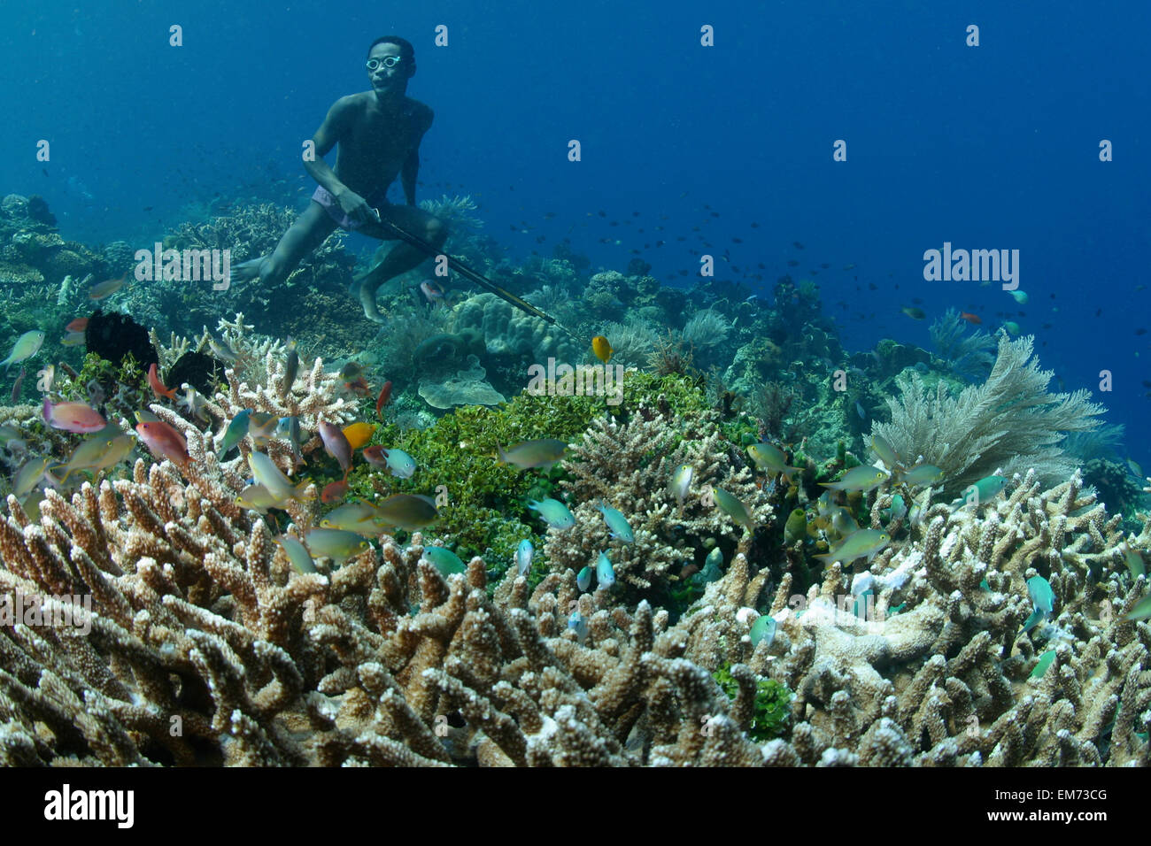 Indonesia, Alor, Native Diver Spearfishing On Lush Coral Reef Stock ...