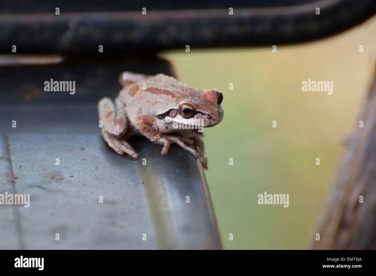 A Pacific Tree Frog has camouflaged itself by turning a brown as it ...